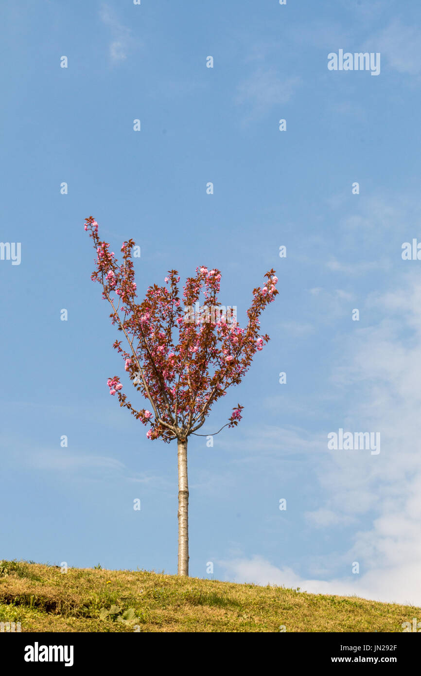 Young tree blooming in flowers in a garden Stock Photo - Alamy