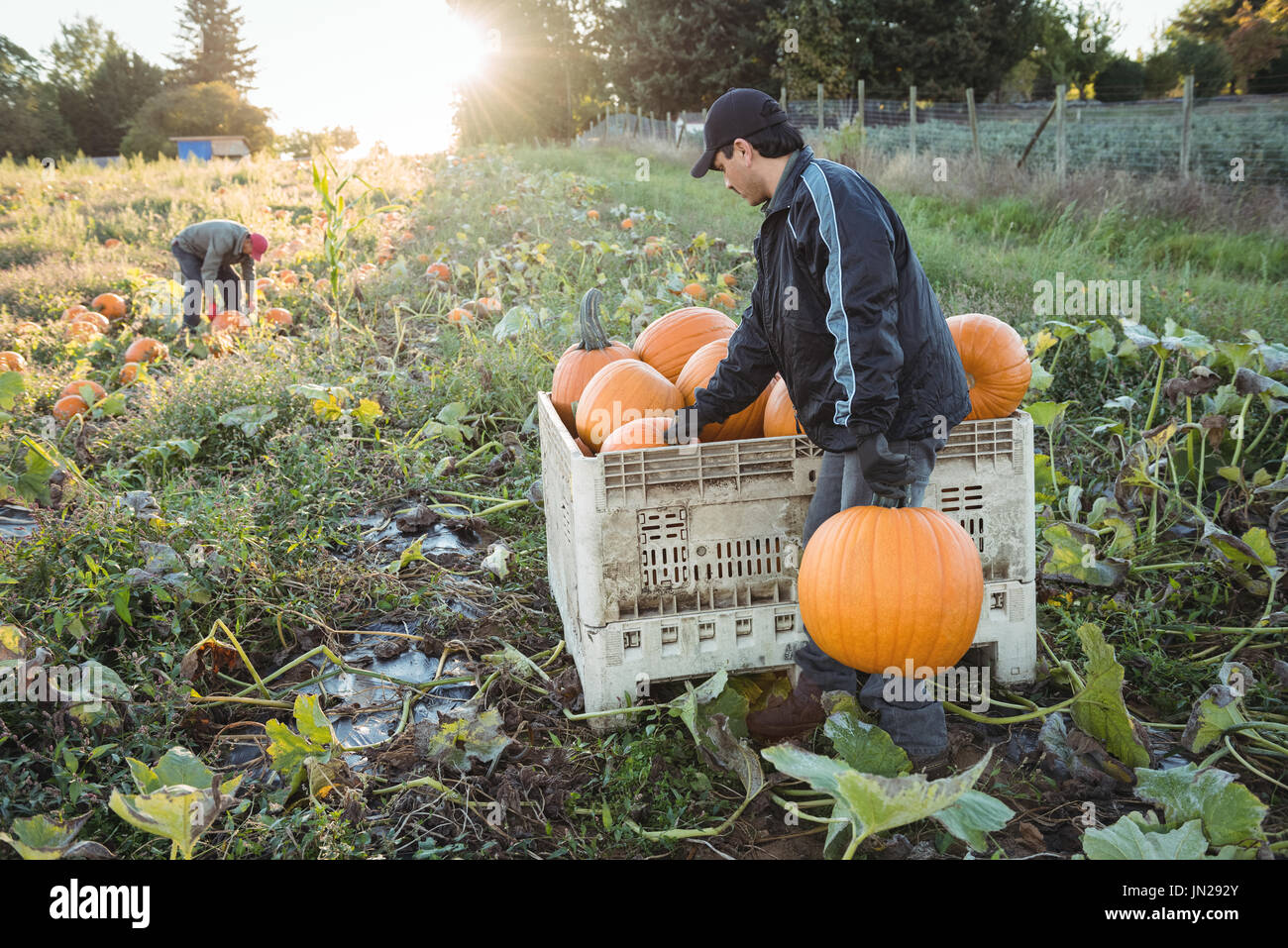 Working at field hi-res stock photography and images - Alamy