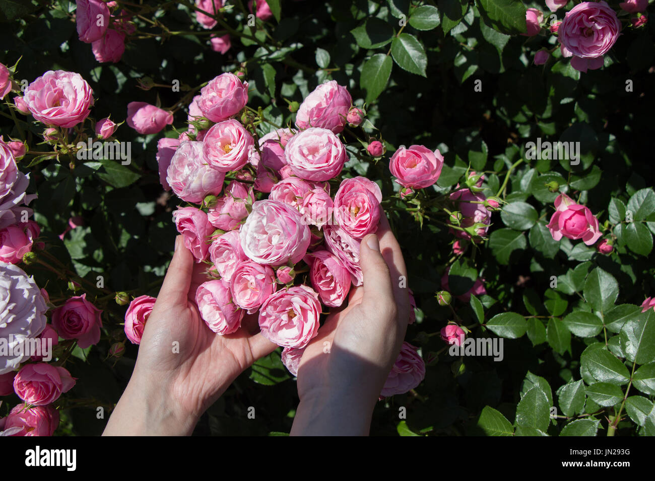 Beautiful fresh roses in hand Stock Photo - Alamy