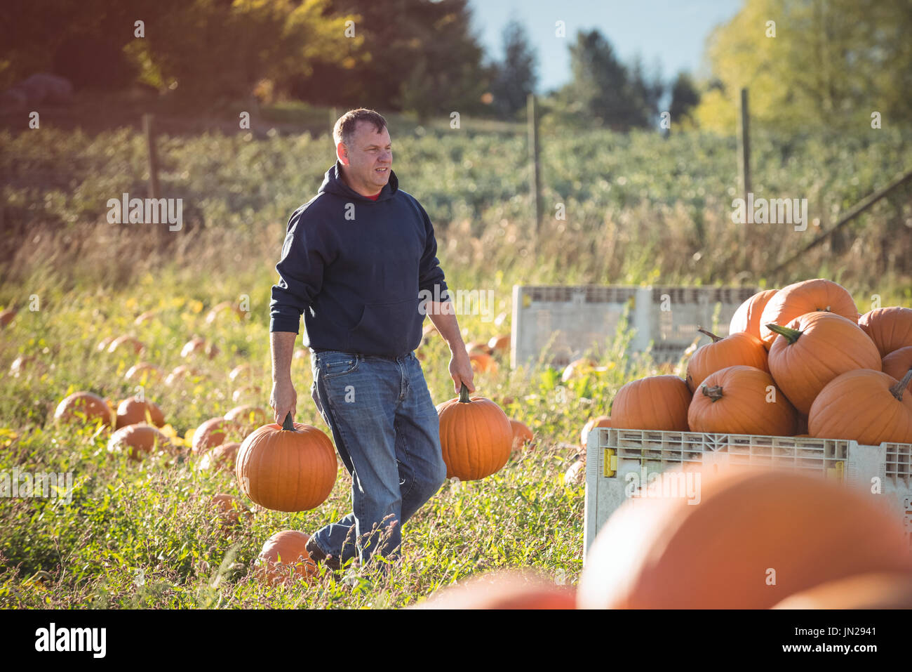 Mature growth pumpkin field hi-res stock photography and images - Alamy