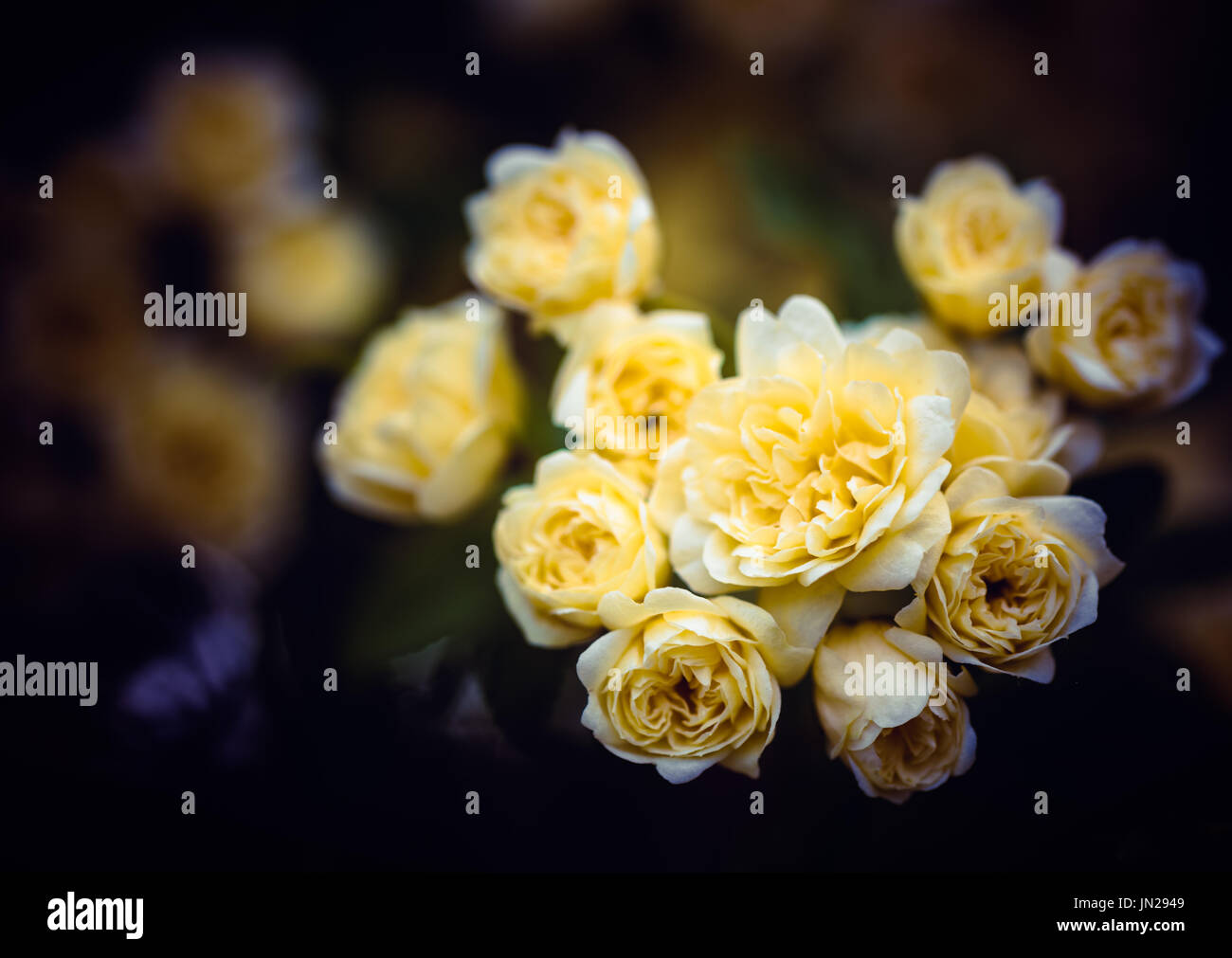 Small shrub roses hi-res stock photography and images - Alamy