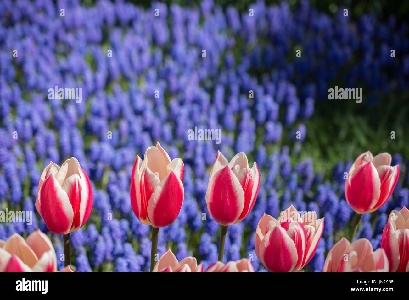 Tulip Flowers Blooming in Spring Season Stock Photo - Alamy