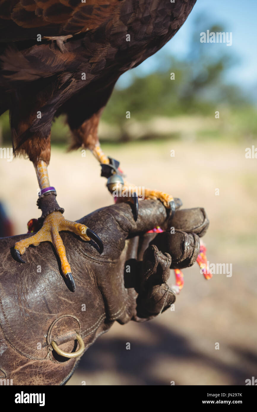 Golden eagle image hi-res stock photography and images - Alamy
