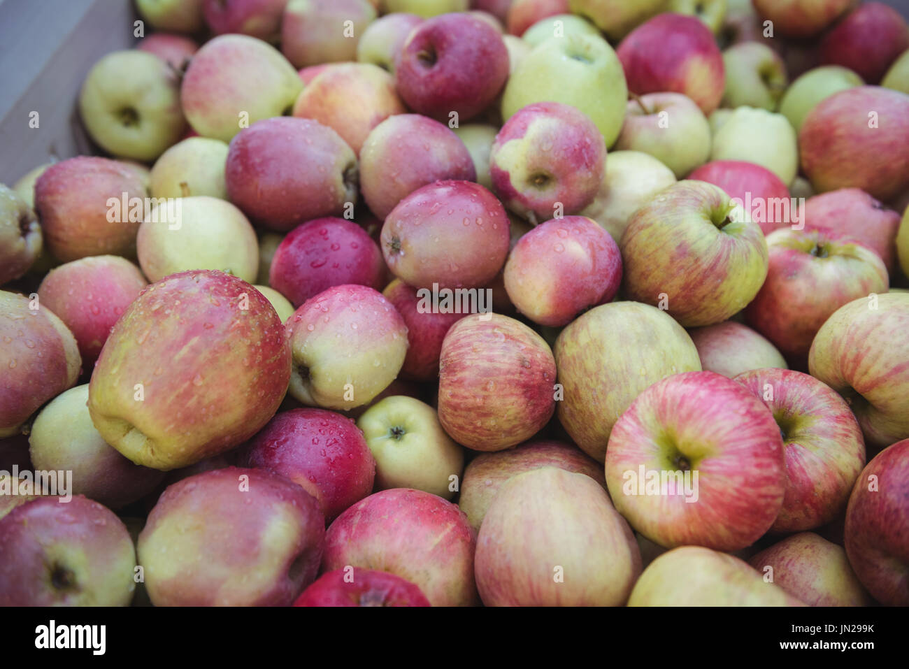 Close-up of apples in apple orchard Stock Photo - Alamy