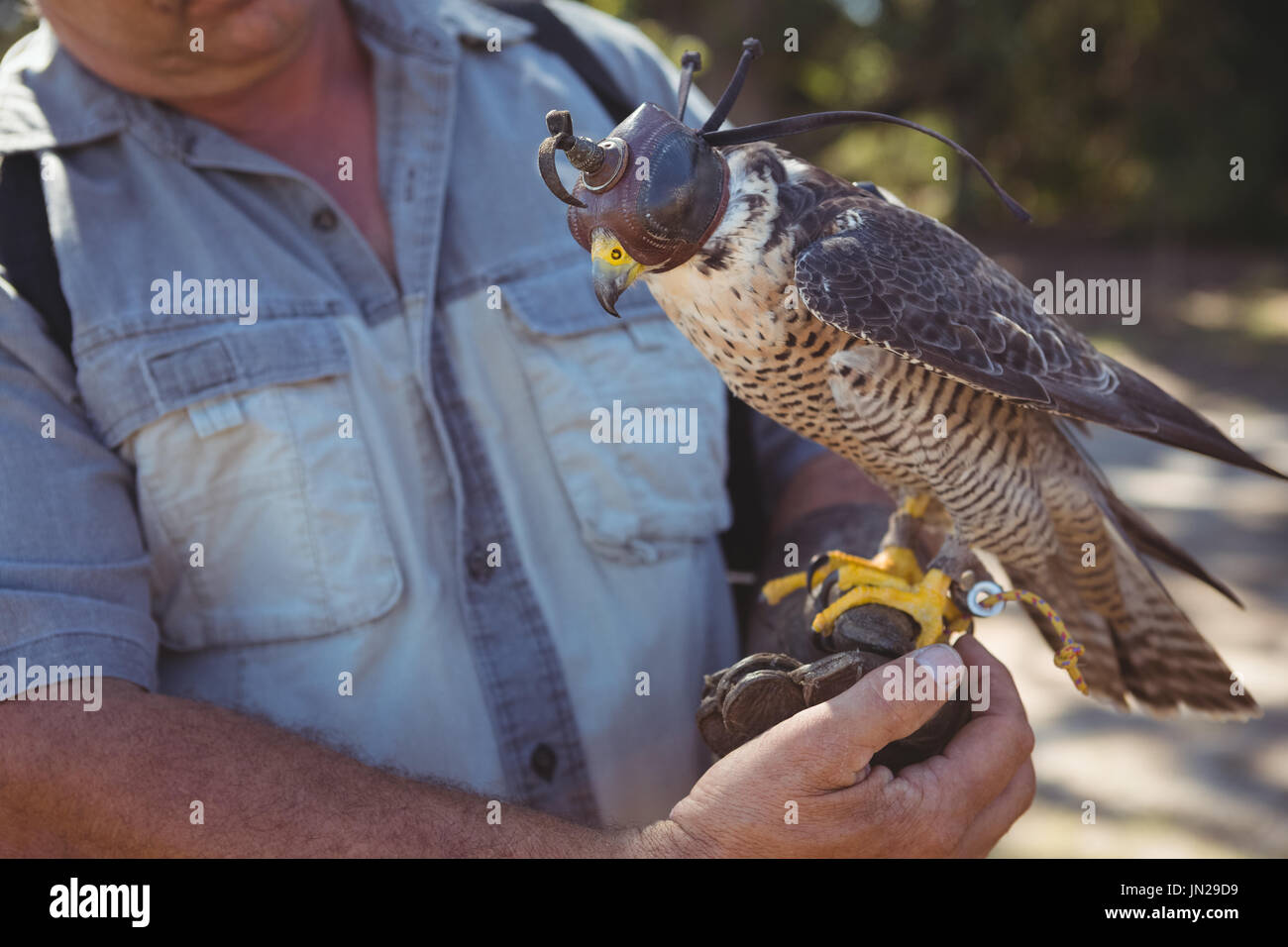 Perching sparrowhawk hi-res stock photography and images - Alamy