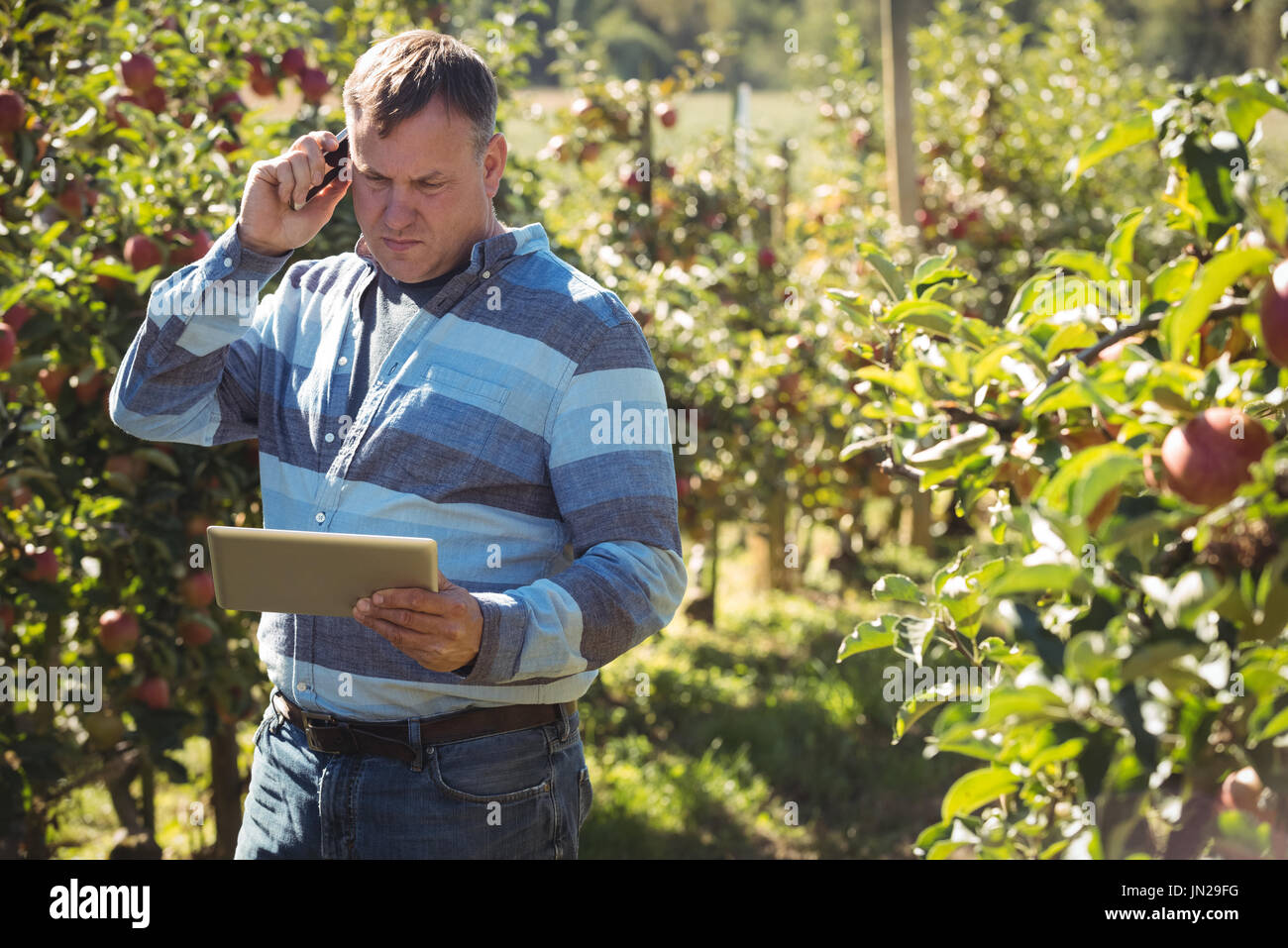 Farmer with tablet in orchard hi-res stock photography and images - Alamy