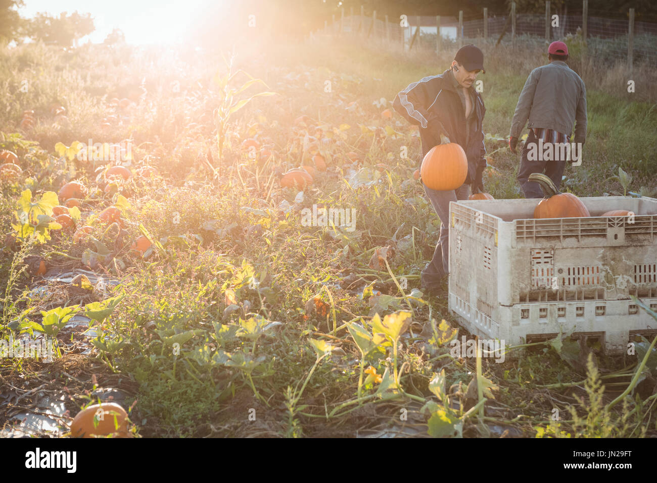 Male farmers field hi-res stock photography and images - Alamy