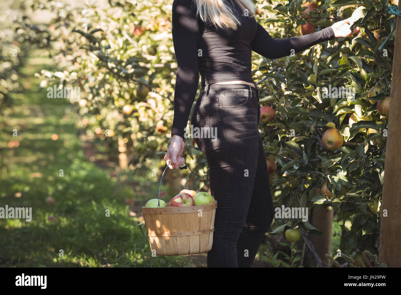 Collecting apples orchard hi-res stock photography and images - Alamy
