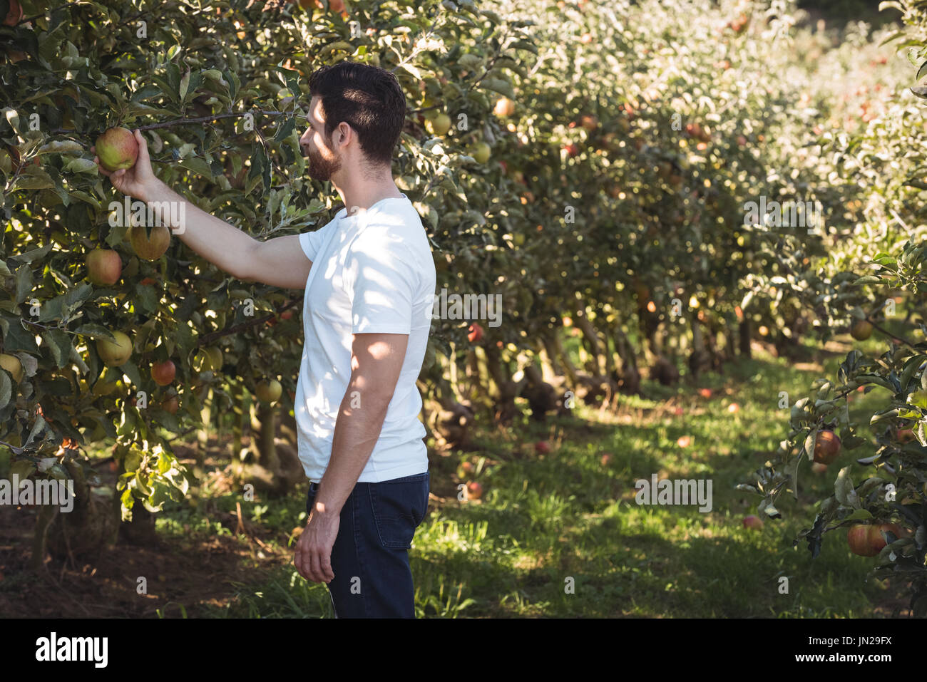Farmer apple hi-res stock photography and images - Alamy