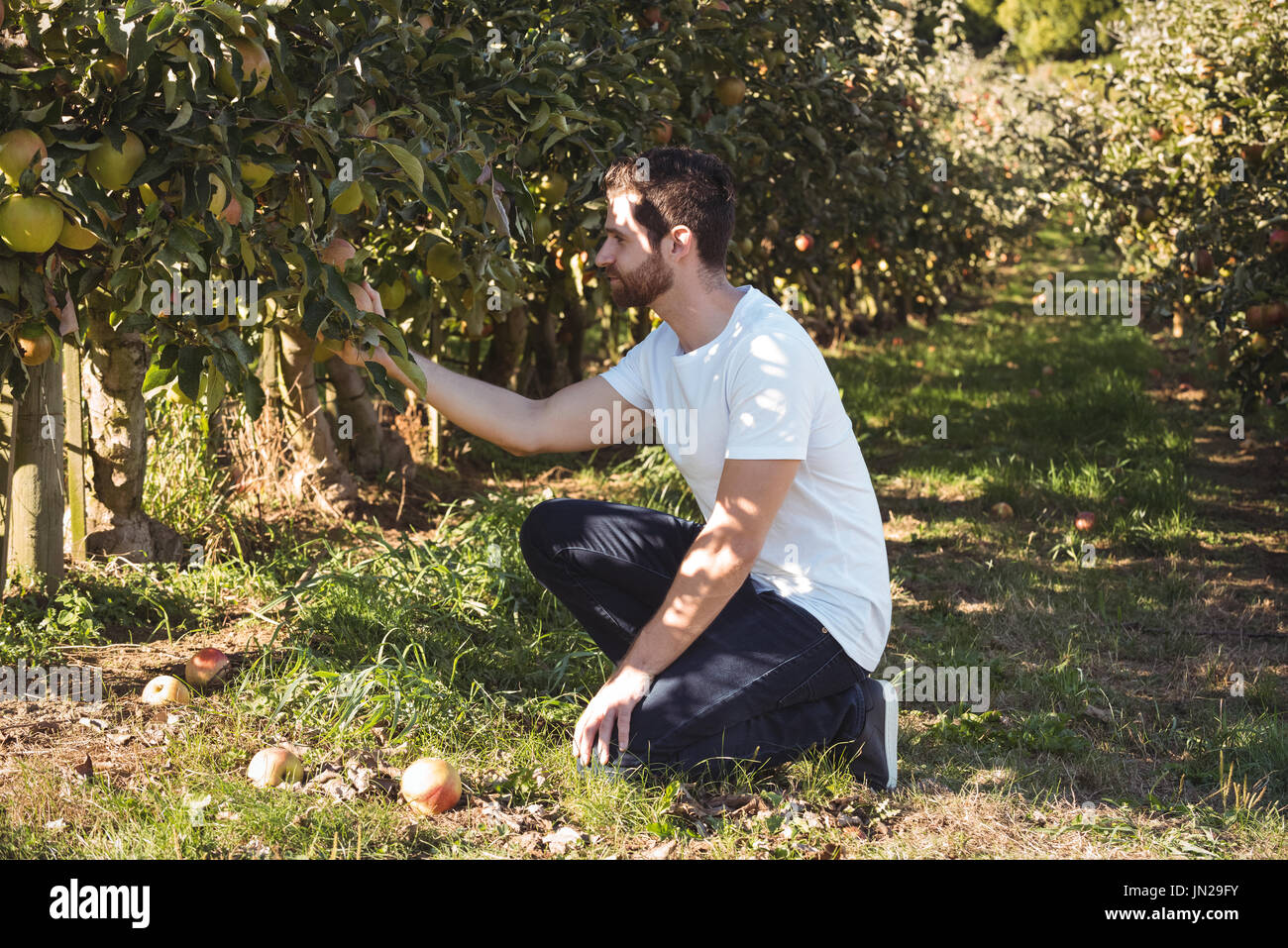 Male farmer examining apple tree Stock Photo - Alamy