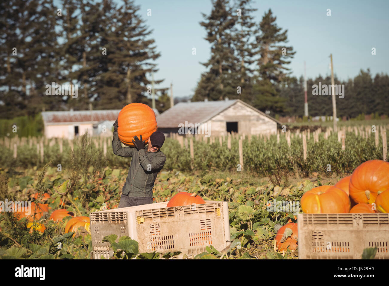 Walking in a pumpkin patch hi-res stock photography and images - Alamy