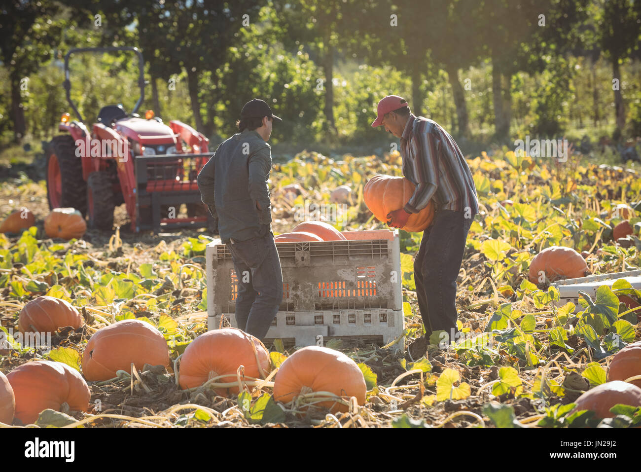 Farmers working in pumpkin field on a sunny day Stock Photo - Alamy