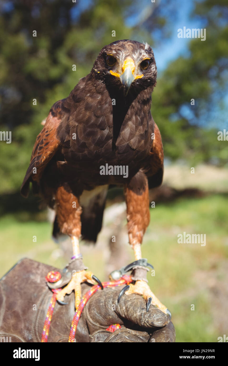 Portrait of golden eagle perching on hand during sunny day Stock Photo ...