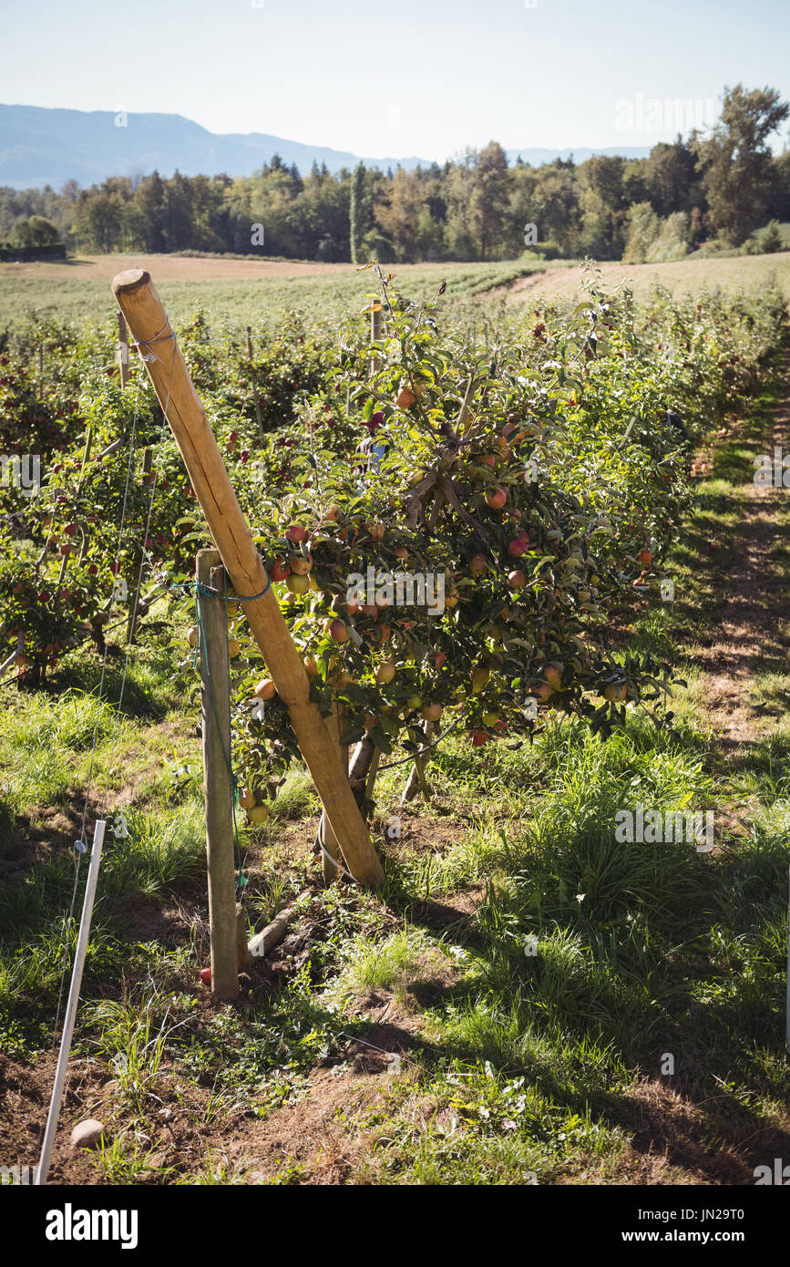 Orchard truck hi-res stock photography and images - Alamy