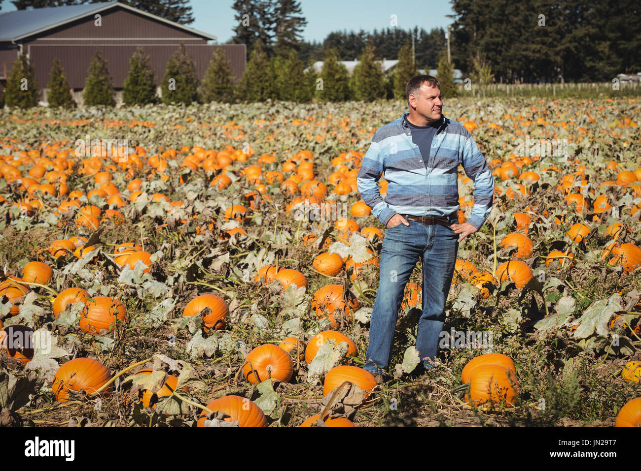 In pumpkin hi-res stock photography and images - Alamy