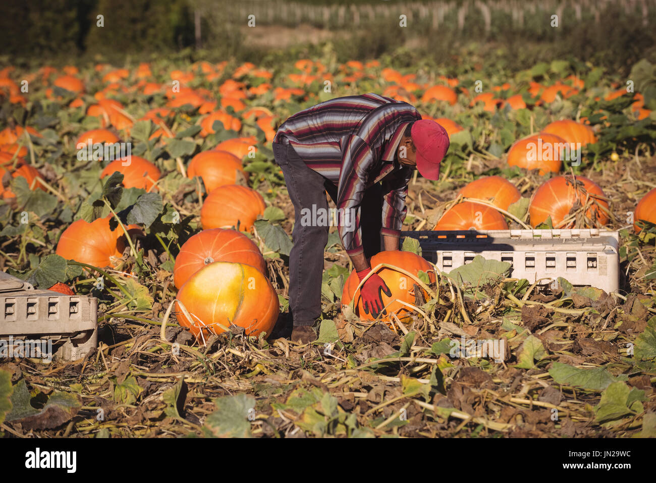 Bending working farm agriculture teamwork nature hi-res stock ...