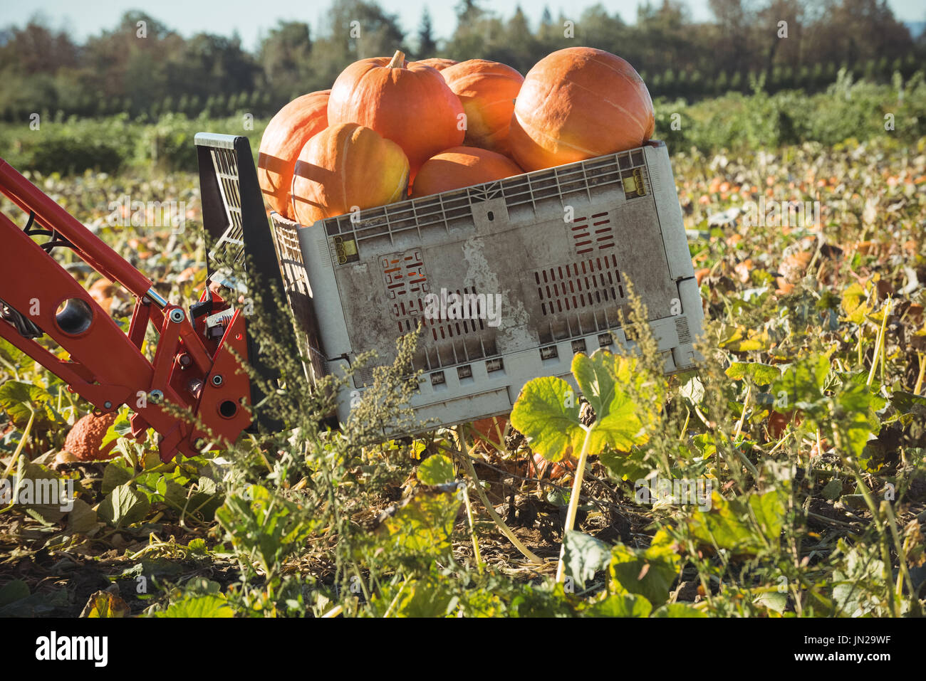 Tractor with pumpkins hi-res stock photography and images - Alamy