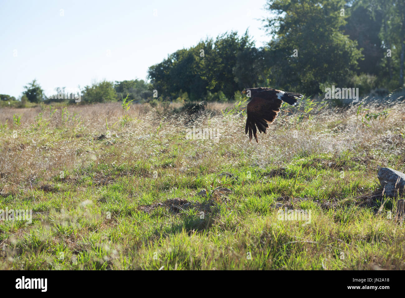 Golden eagle flying hi-res stock photography and images - Alamy