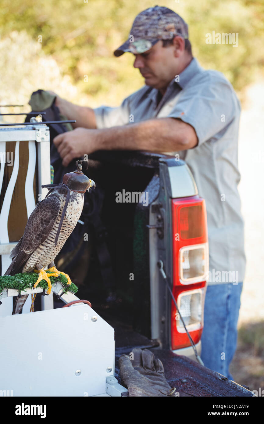 Falcon in cage hi-res stock photography and images - Alamy