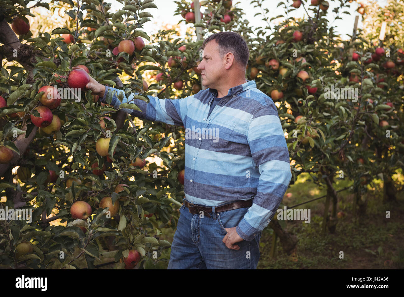 Farmer looking at apples Stock Photo - Alamy