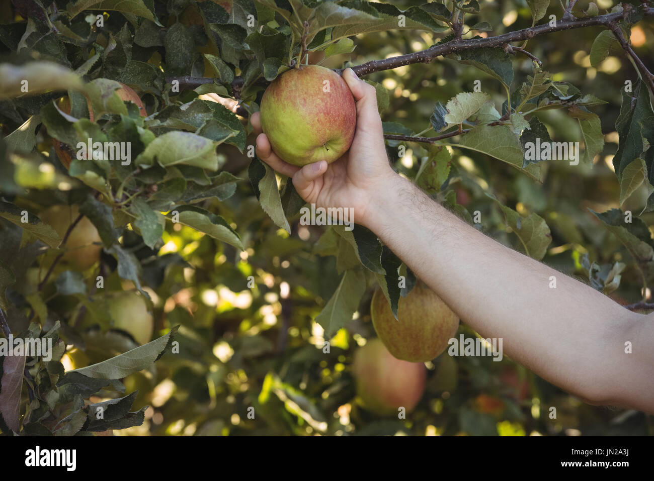 Hand examining apple tree hi-res stock photography and images - Alamy