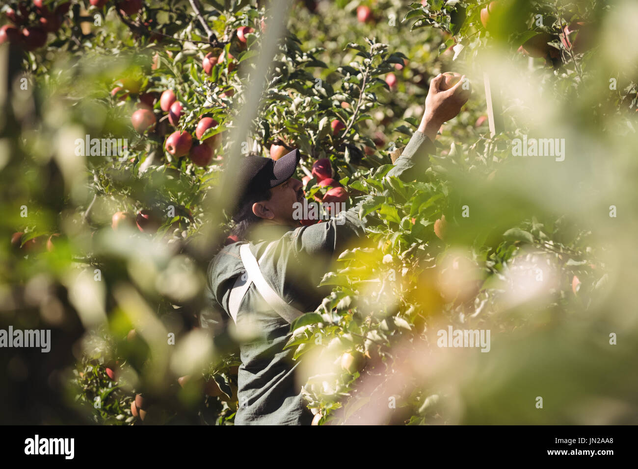 Farmer collecting apples in apple orchard on a sunny day Stock Photo ...