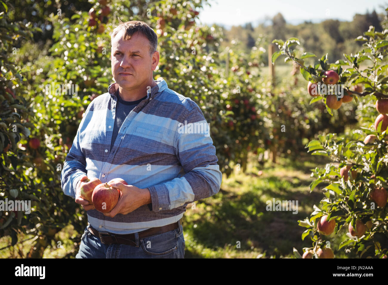 Farmer apples orchard hi-res stock photography and images - Alamy
