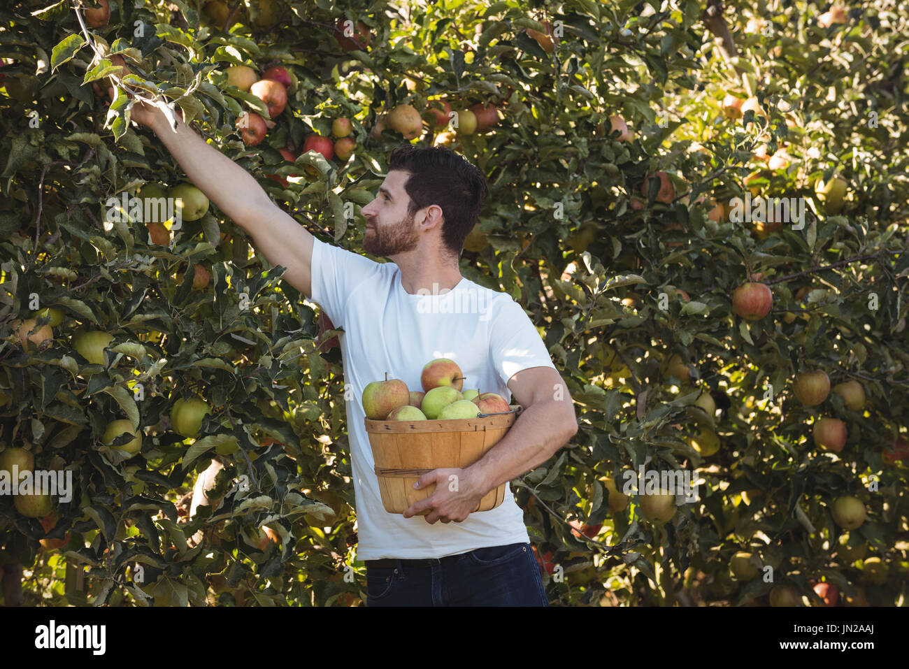 Male farmer collecting apples Stock Photo - Alamy