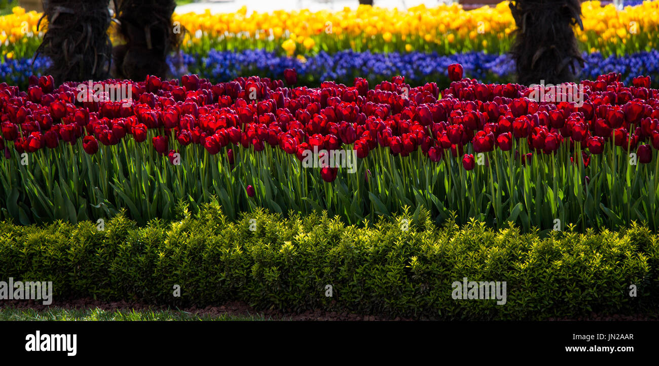 Red color tulip flowers bloom in the garden Stock Photo - Alamy