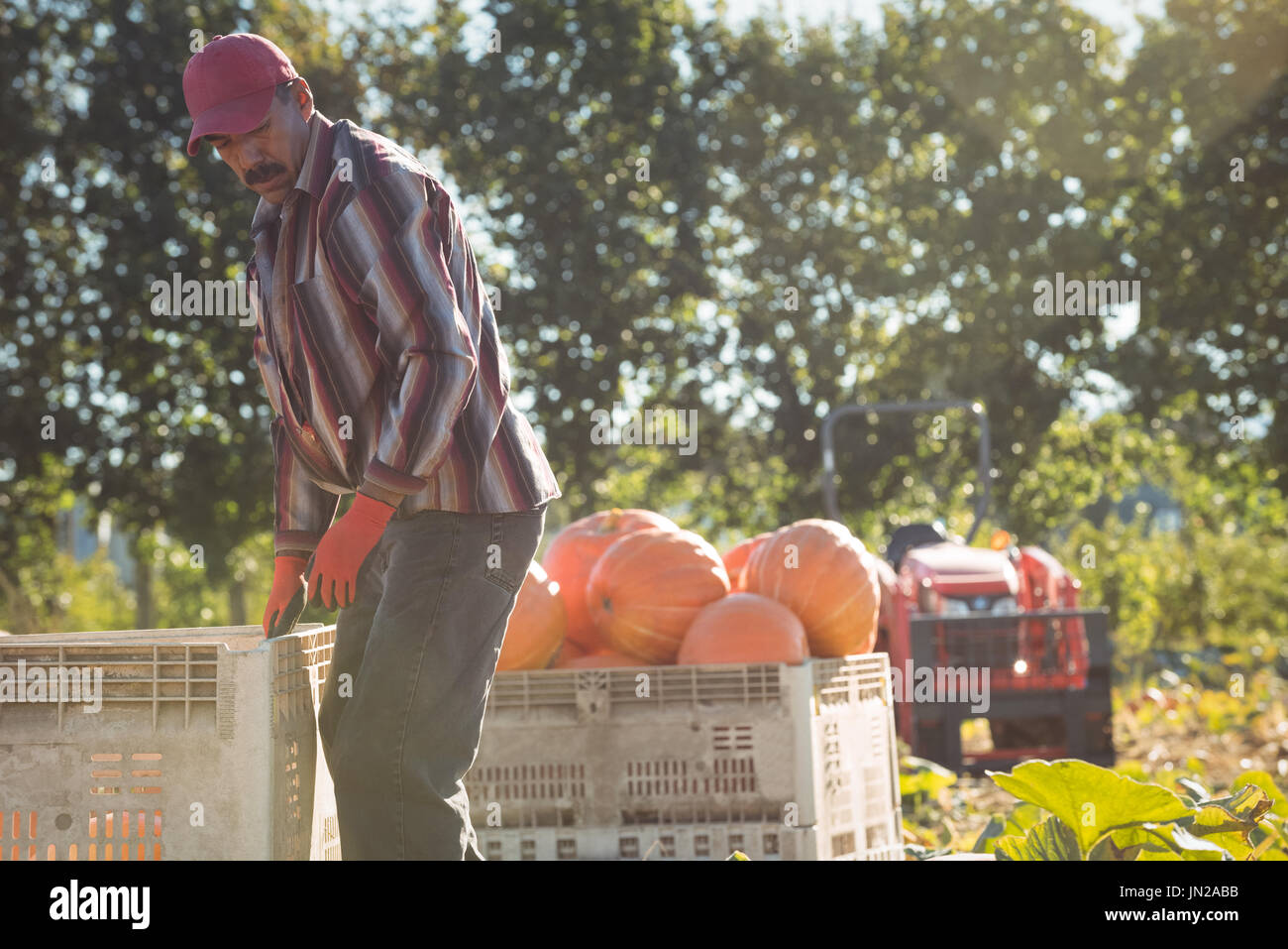 Mature growth pumpkin field hi-res stock photography and images - Alamy