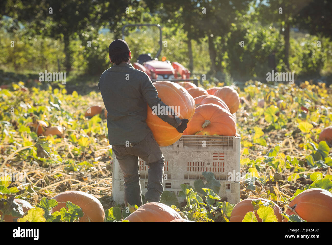 Walking in a pumpkin patch hi-res stock photography and images - Alamy