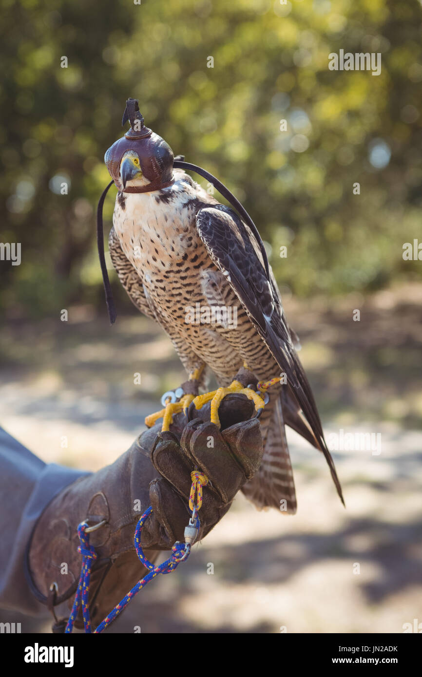 Falcon wearing hood hi-res stock photography and images - Alamy