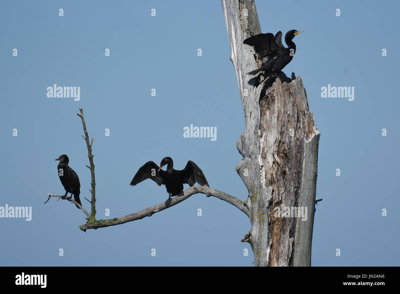 3 Double crested Cormorants posing 3 different poses Stock Photo - Alamy