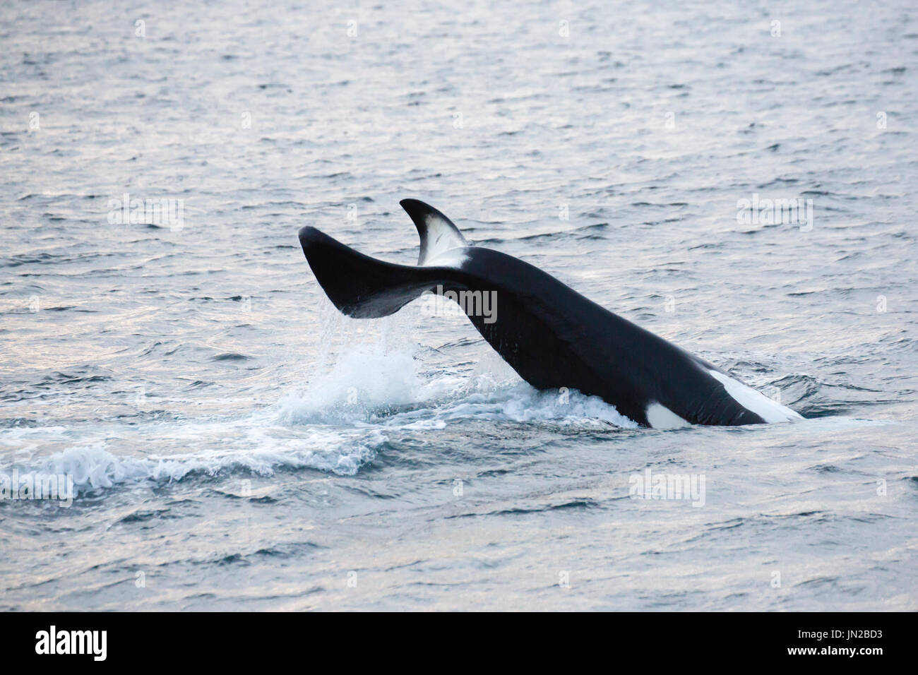 Orca, or Killer Whale (Orcinus orca) tail slapping next to the whale ...