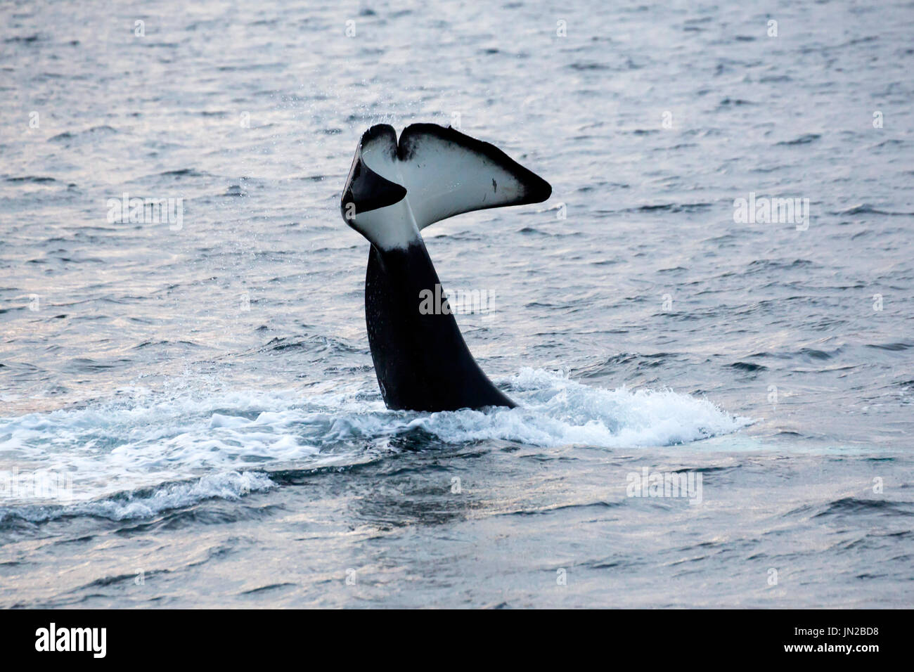 Orca, or Killer Whale (Orcinus orca) tail slapping next to the whale ...