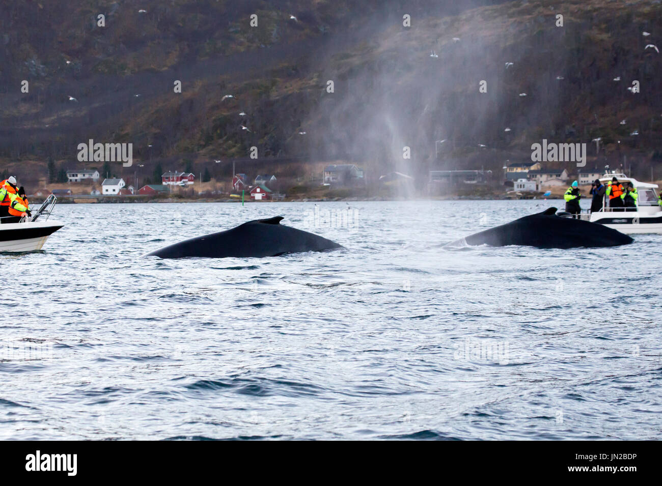 Humpback Whale (Megaptera novaeangliae) surfacing among whale watching ...