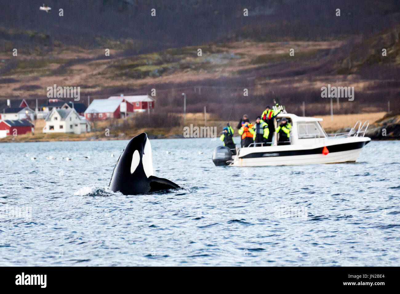 Orca, or Killer Whale (Orcinus orca) spyhopping to watch people Stock ...
