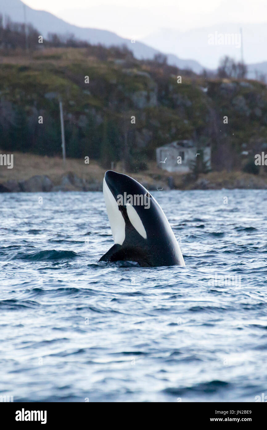 Orca, or Killer Whale (Orcinus orca) spyhopping to watch people Stock ...