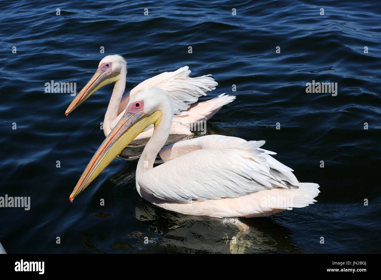 Pelecanus onocrotalus hi-res stock photography and images - Alamy