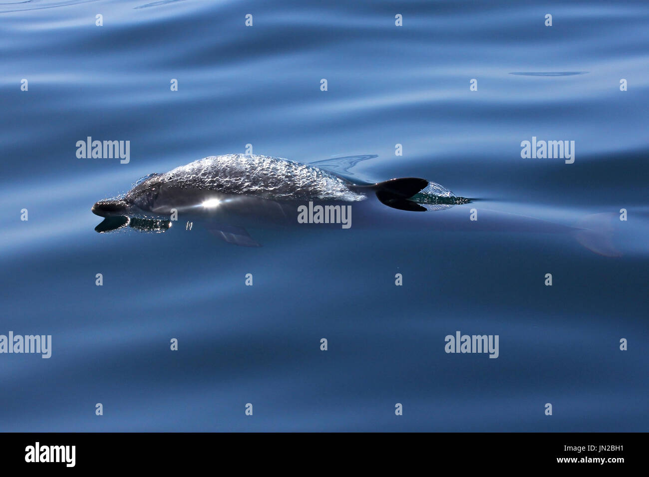 Atlantic Spotted Dolphin (Stenella frontalis) surfacing next to the ...