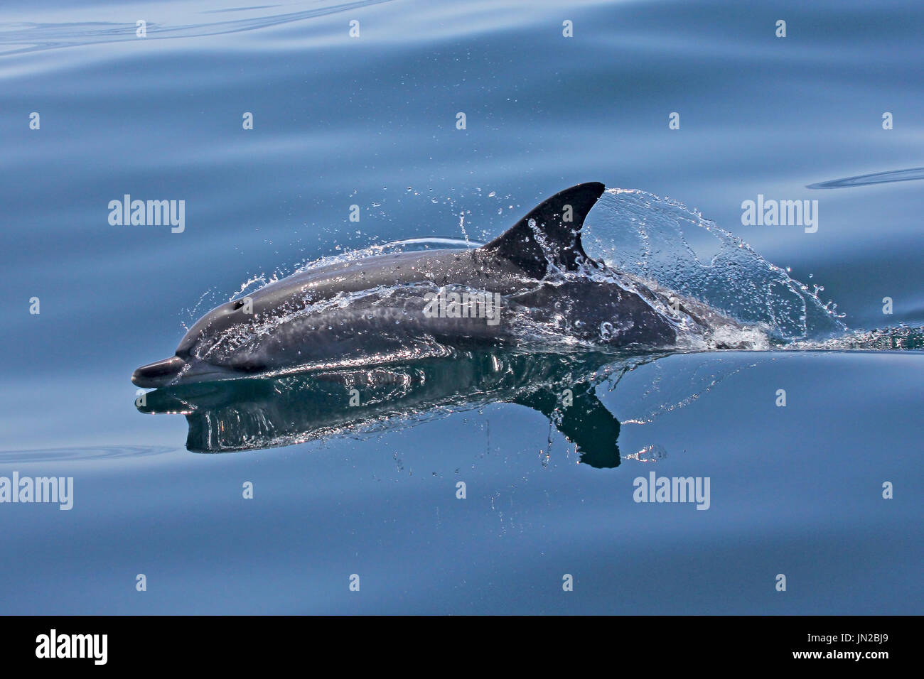 Atlantic Spotted Dolphin (Stenella frontalis) surfacing next to the ...