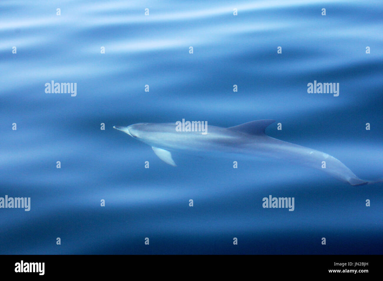 Atlantic Spotted Dolphin (Stenella frontalis) surfacing next to the ...