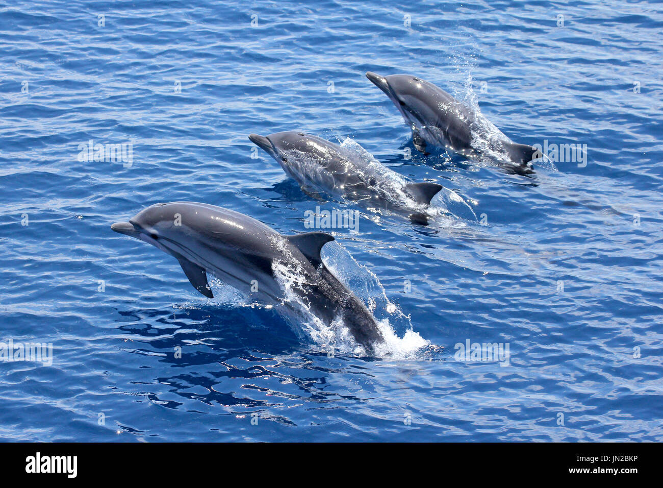 Striped Dolphin (Stenella coeruleoalba) breaching in the Indian Ocean ...