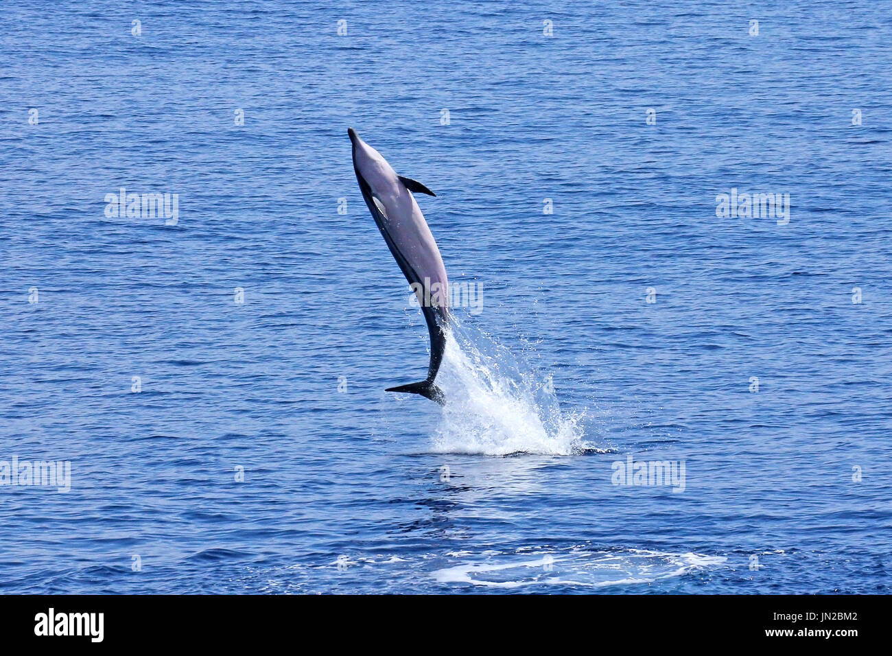 Striped dolphin stenella coeruleoalba leaping maldives cetacean hi-res ...