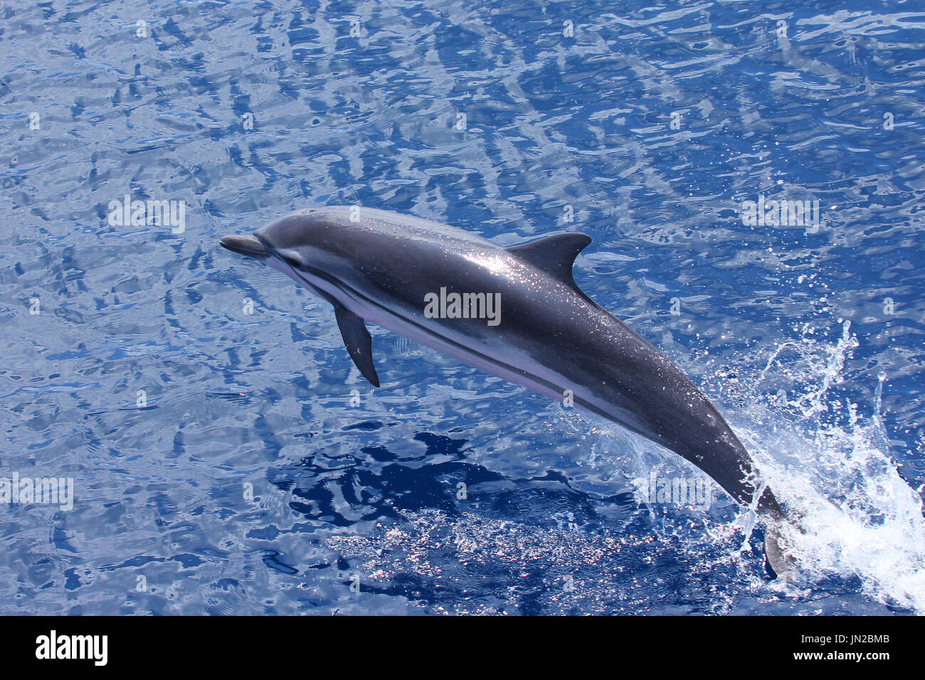 Striped Dolphin (Stenella coeruleoalba) breaching in the Indian Ocean ...