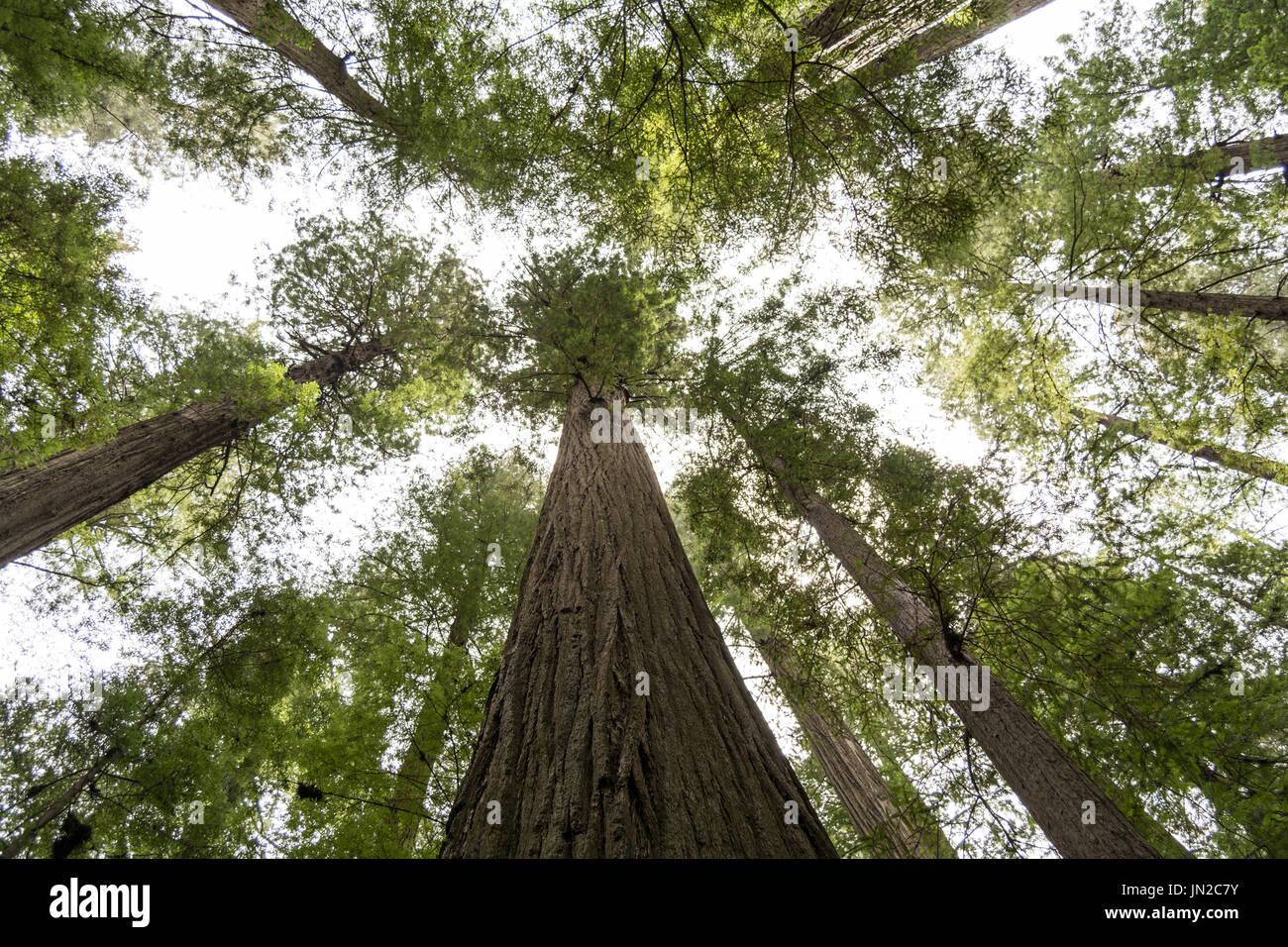 Redwood canopy hi-res stock photography and images - Alamy