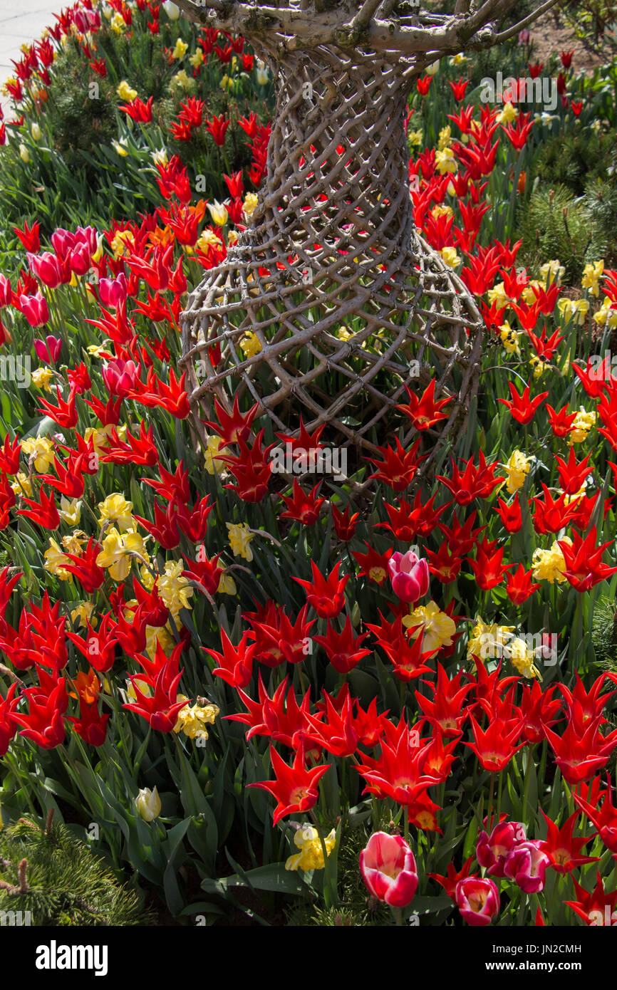 Red color tulip flowers bloom in the garden Stock Photo - Alamy