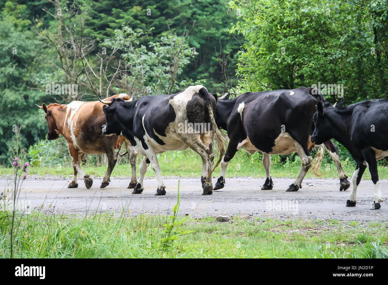 Herd of cows on a country road Stock Photo - Alamy