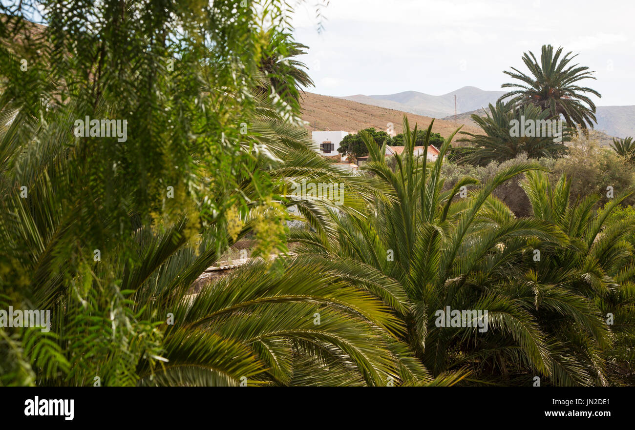 Oasis vegetation hi-res stock photography and images - Alamy