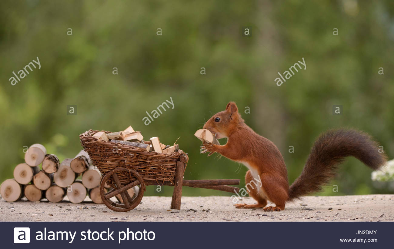 Squirrel Wheel High Resolution Stock Photography and Images - Alamy